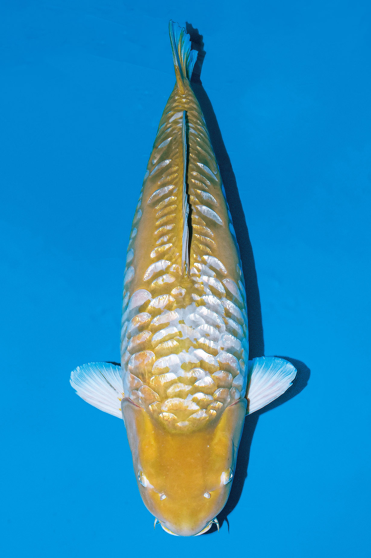 第55回全日本総合錦鯉品評会速報 | 月刊錦鯉 一般社団法人全日本錦鯉振興会 認定機関誌