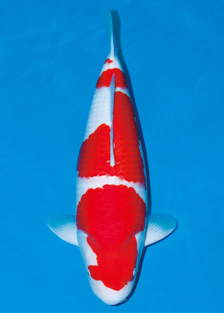 The 41st All Japan Young Koi Show (1) Grand Champion, Division ...
