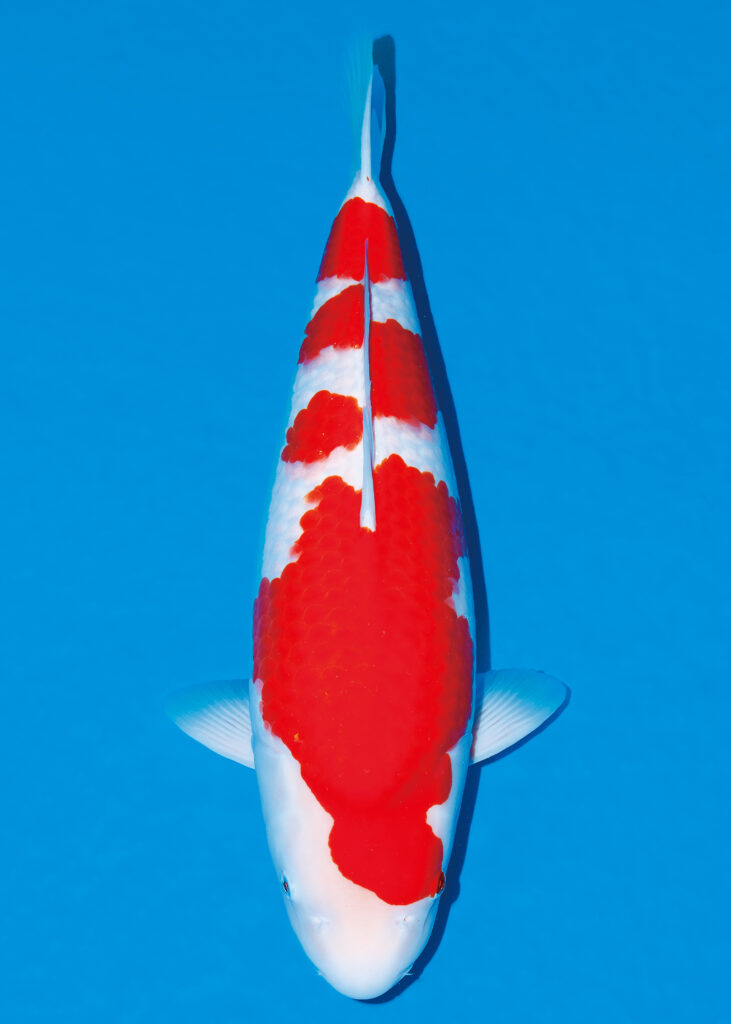 2025 OEDO NISHIKIGOI FESTIVAL The 24th Tokyo branch Koi Show | 月刊錦鯉 ...