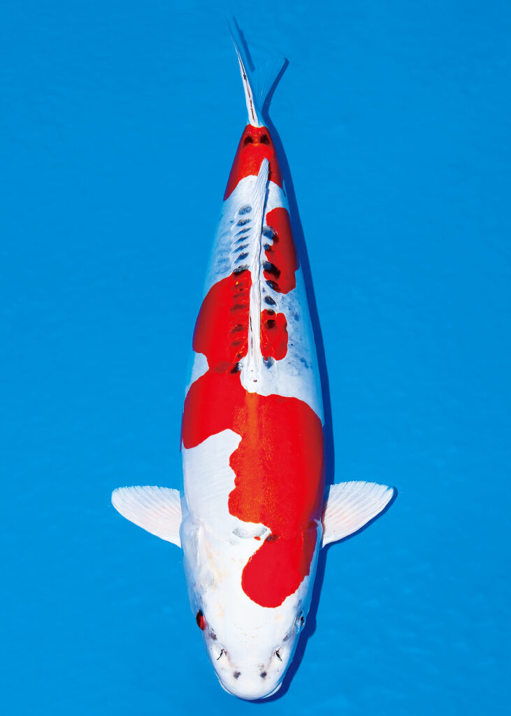 2025 OEDO NISHIKIGOI FESTIVAL The 24th Tokyo branch Koi Show | 月刊錦鯉 ...